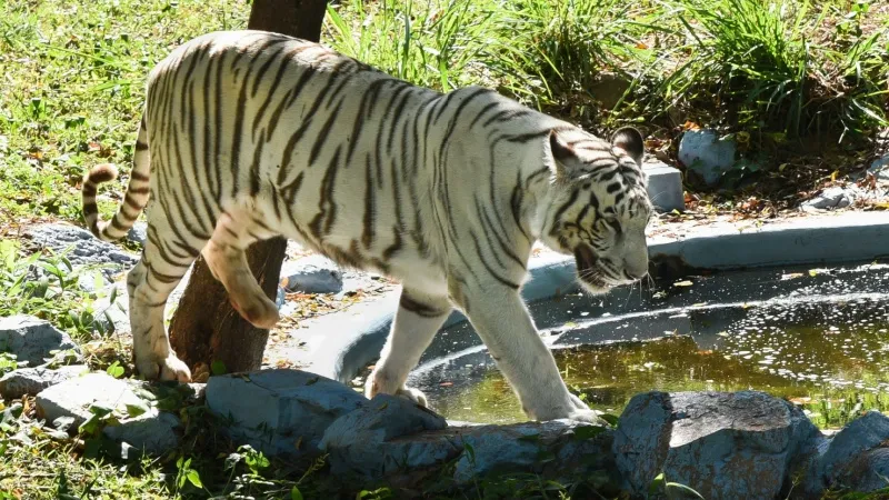 Top 10 Places to Visit in Mysore: Explore the Grand City of Palaces